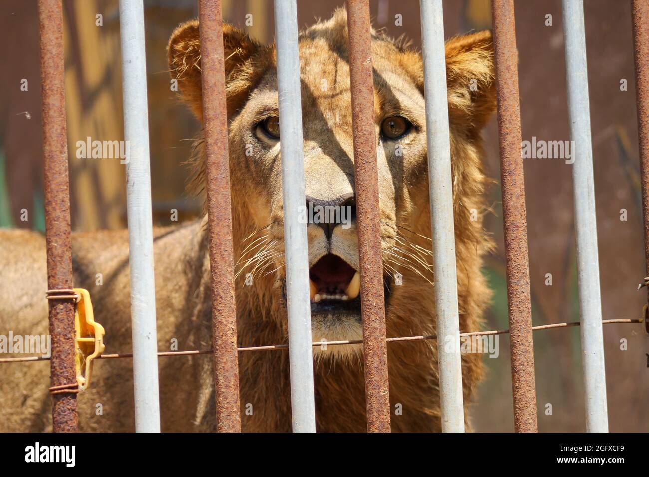 Closeup shot of a lion in a cage of a zoo Stock Photo - Alamy