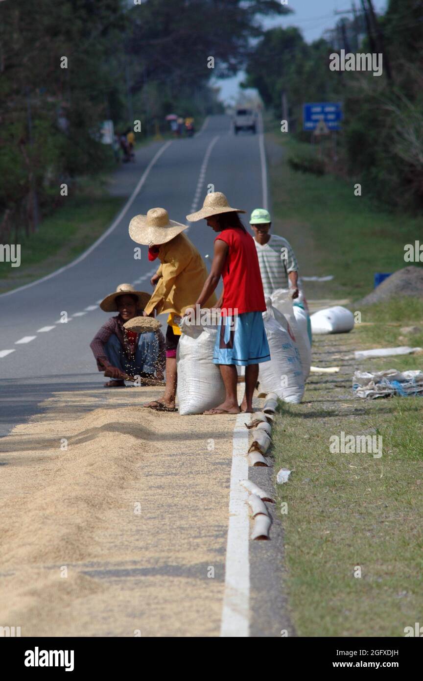 PAMPANGA, PHILIPPINES - Nov 01, 2019: Men collecting rice after drying ...