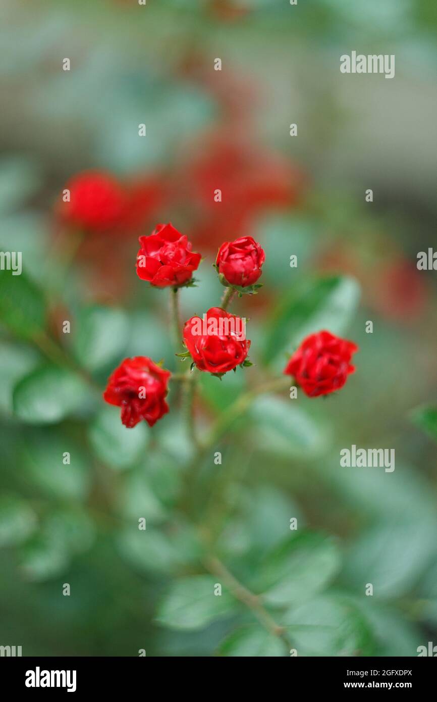 Small red rose hi-res stock photography and images - Alamy