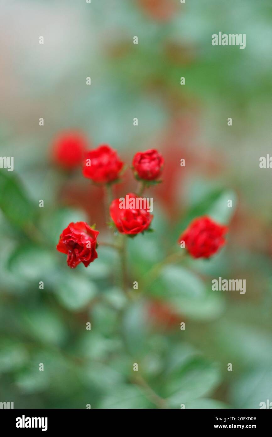 Small red rose in the summer gsrden, close up Stock Photo - Alamy