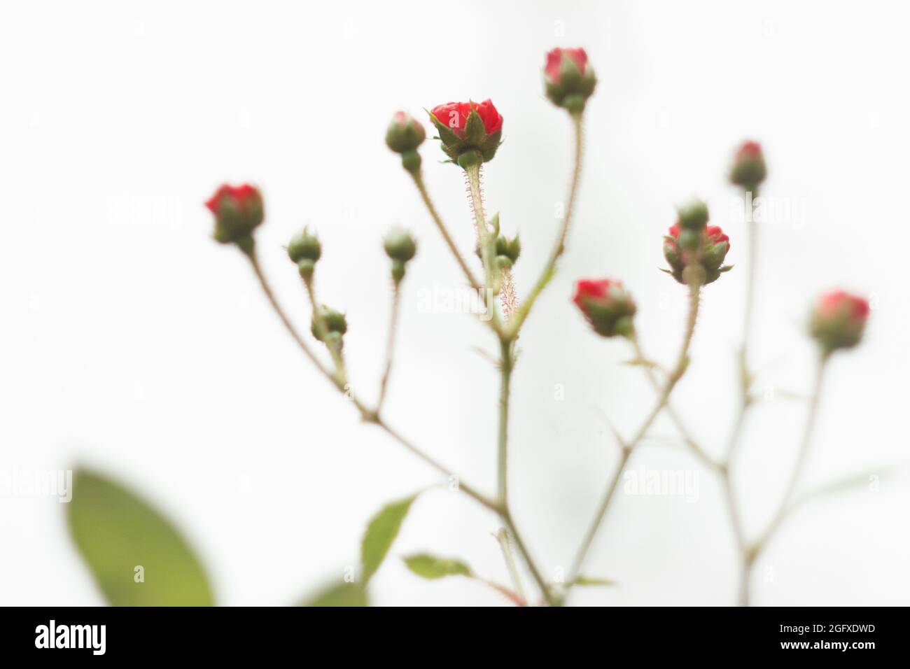 Small red rose in the summer gsrden, close up Stock Photo - Alamy