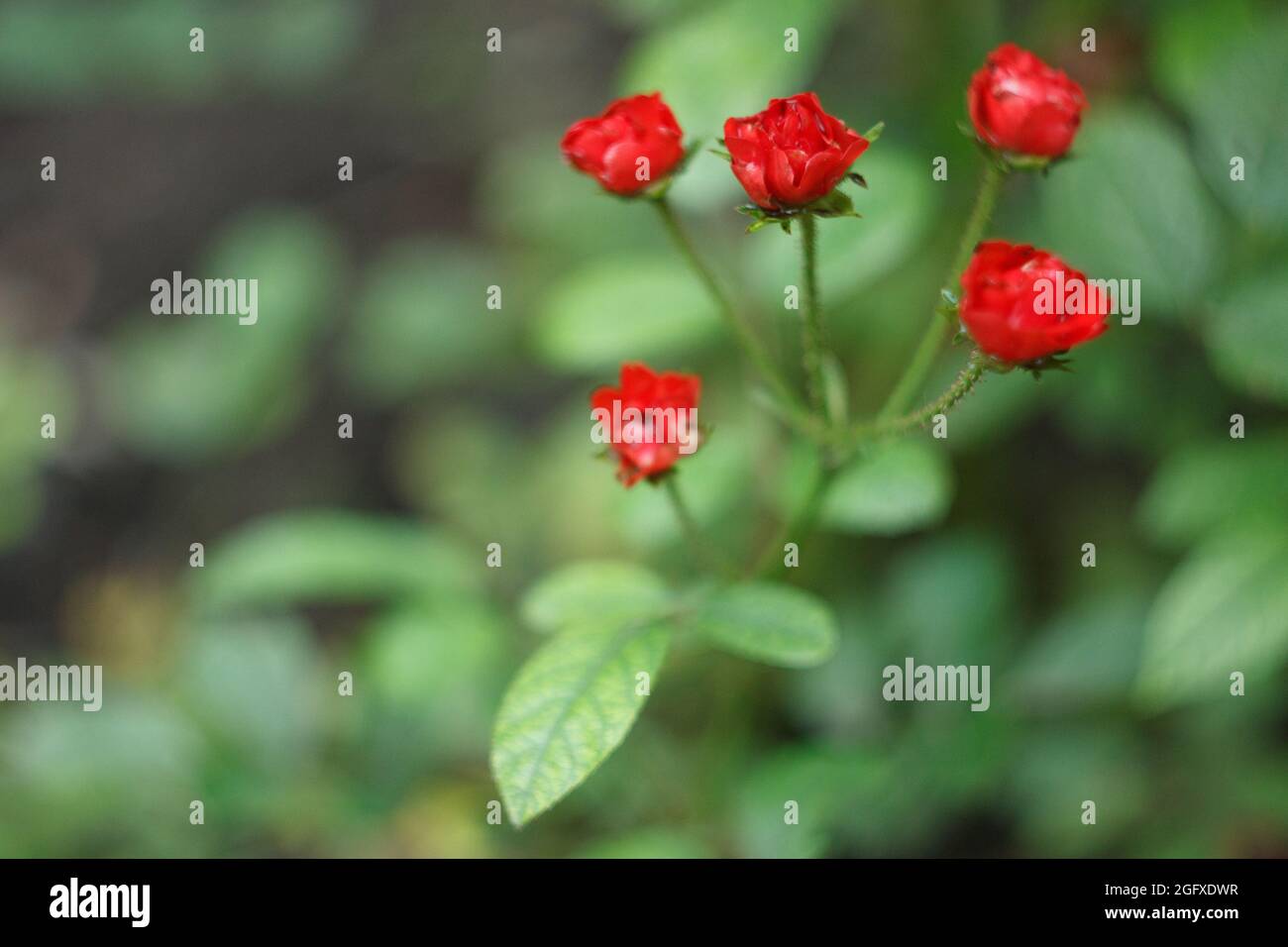 Small red rose in the summer gsrden, close up Stock Photo - Alamy