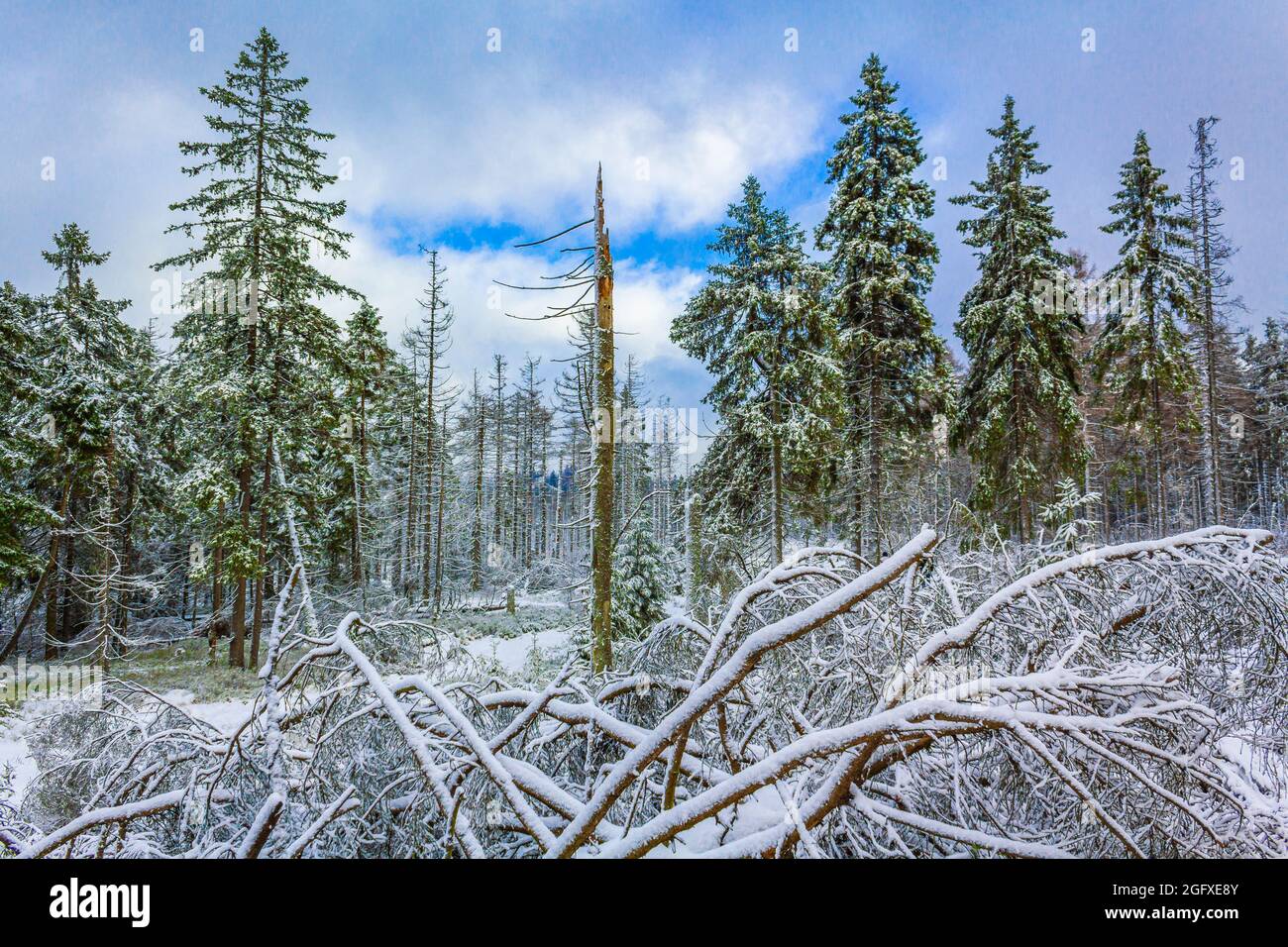 The dying silver forest and snowed in dead fir spruce trees and ...