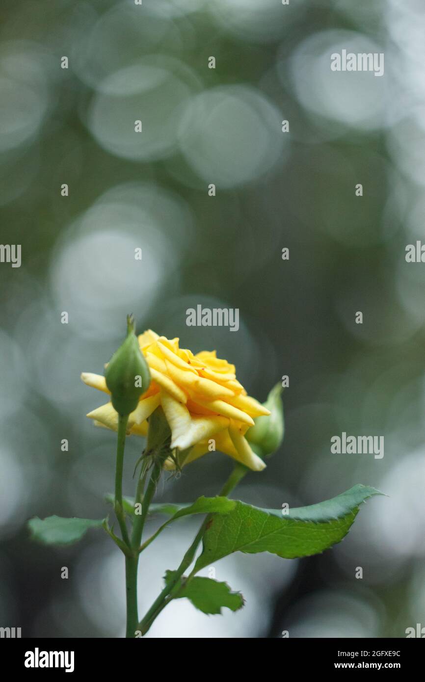 Summer yellow rose hi-res stock photography and images - Alamy
