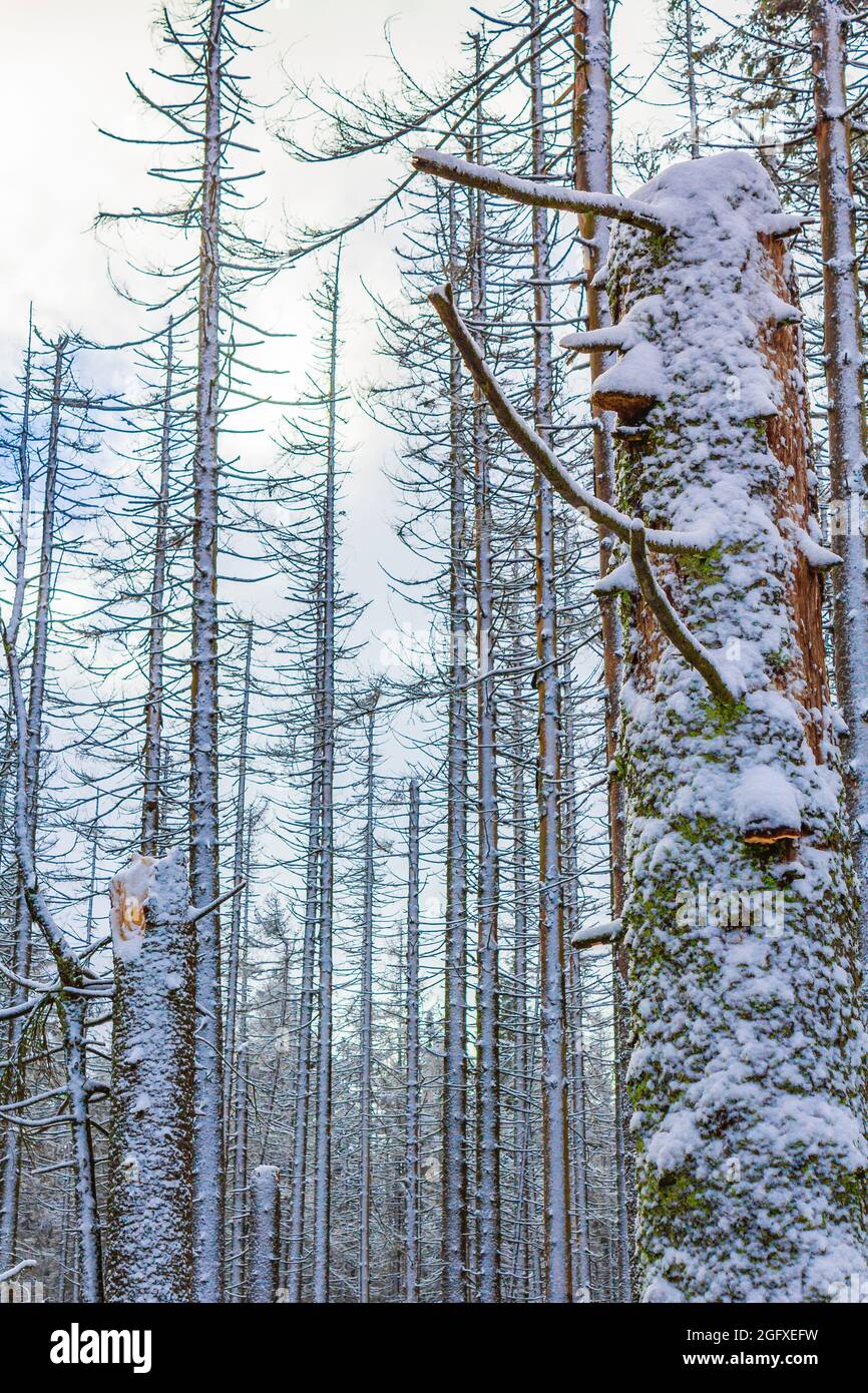 The dying silver forest and snowed in dead fir spruce trees and ...