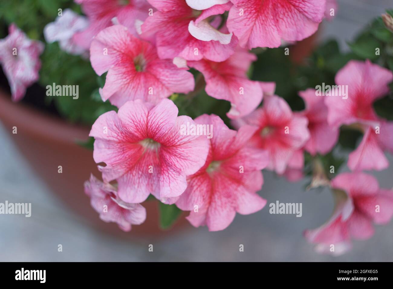 Petunia varieties hi-res stock photography and images - Alamy