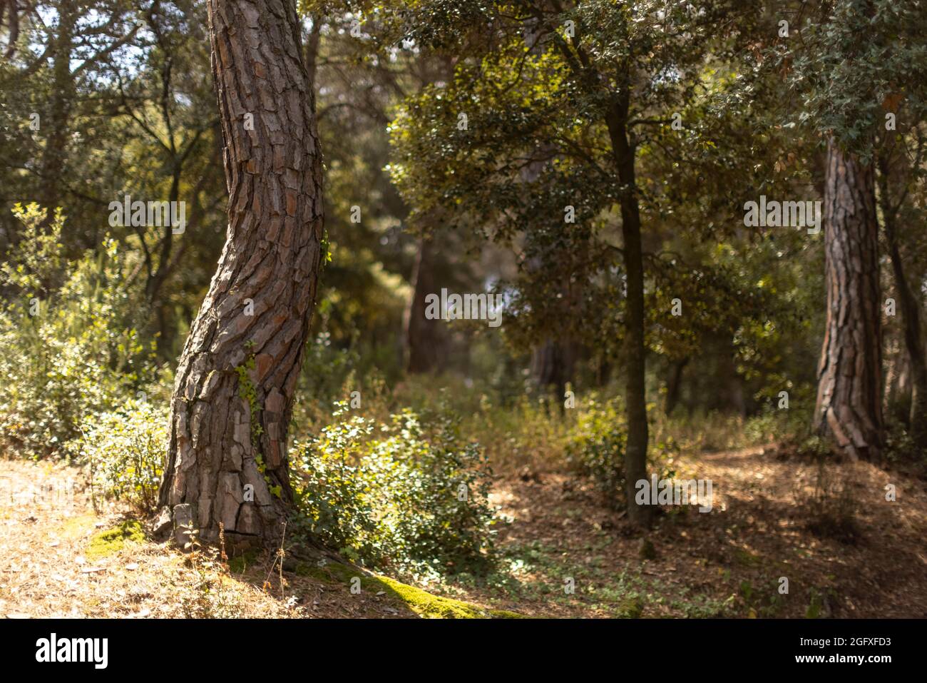 Forest with shadows on trees Stock Photo - Alamy