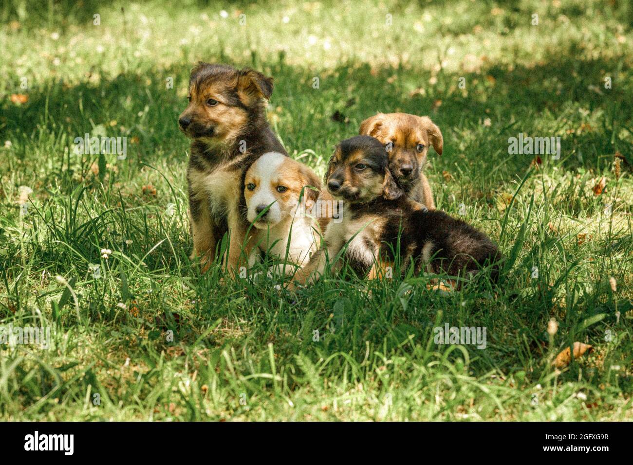 mother dog take care puppies with love little dogs Stock Photo - Alamy