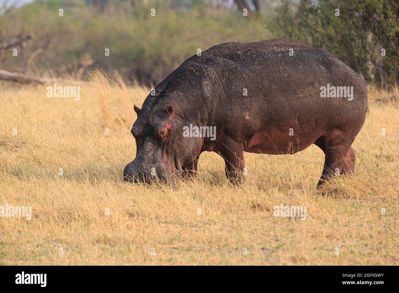 Front view hippo feeding in hi-res stock photography and images - Alamy