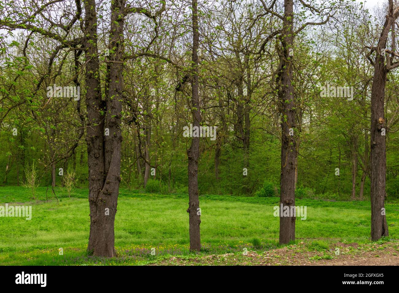 The forest from around the Sturdza Castle from Miclauseni, Romania ...