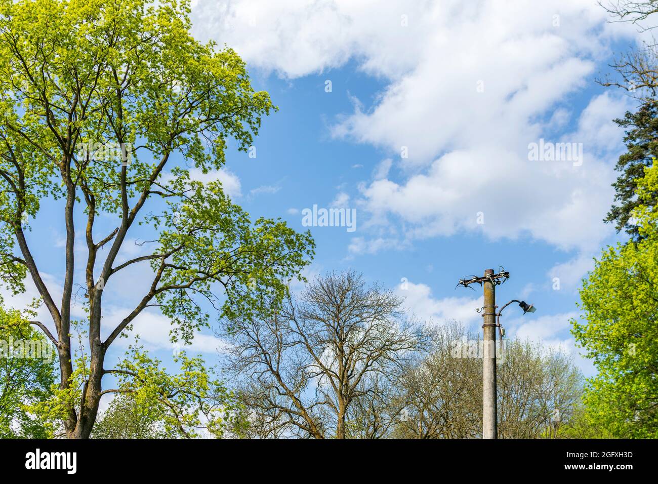 Trees from the forest from around the Sturdza Castle from Miclauseni ...