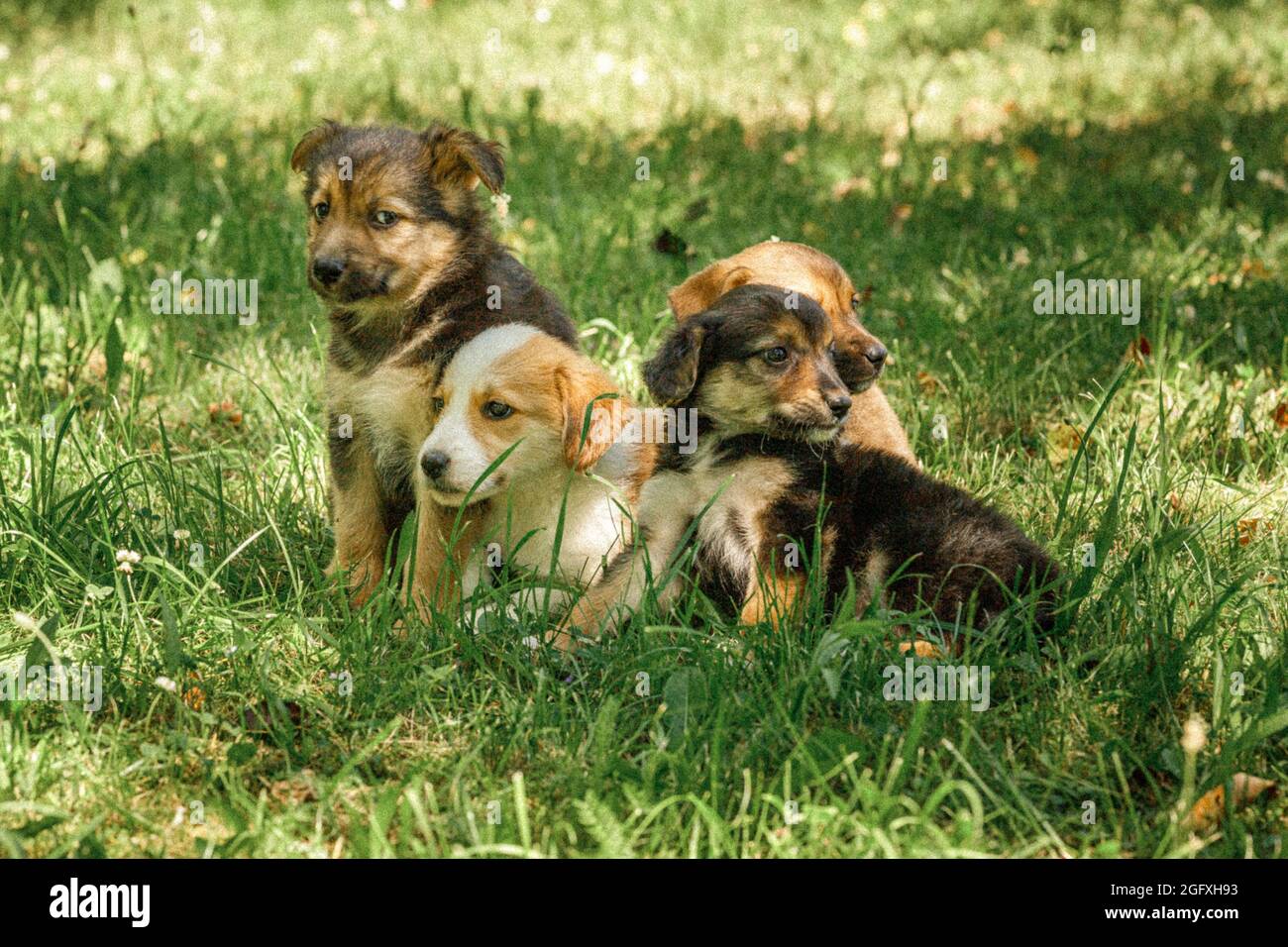 Love of dogs hi-res stock photography and images - Alamy