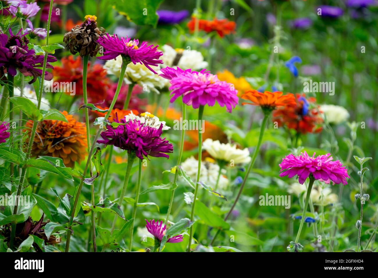 Late summer garden Colorful Zinnia mixed Zinnias multicolored flowers ...