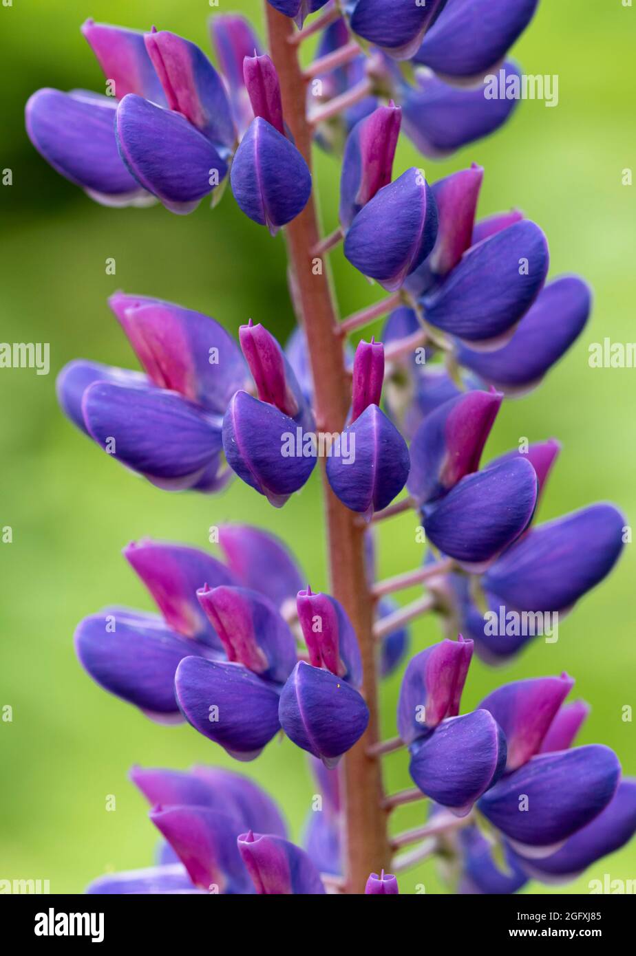 Lupins lupines lupinus perennis hi-res stock photography and images - Alamy