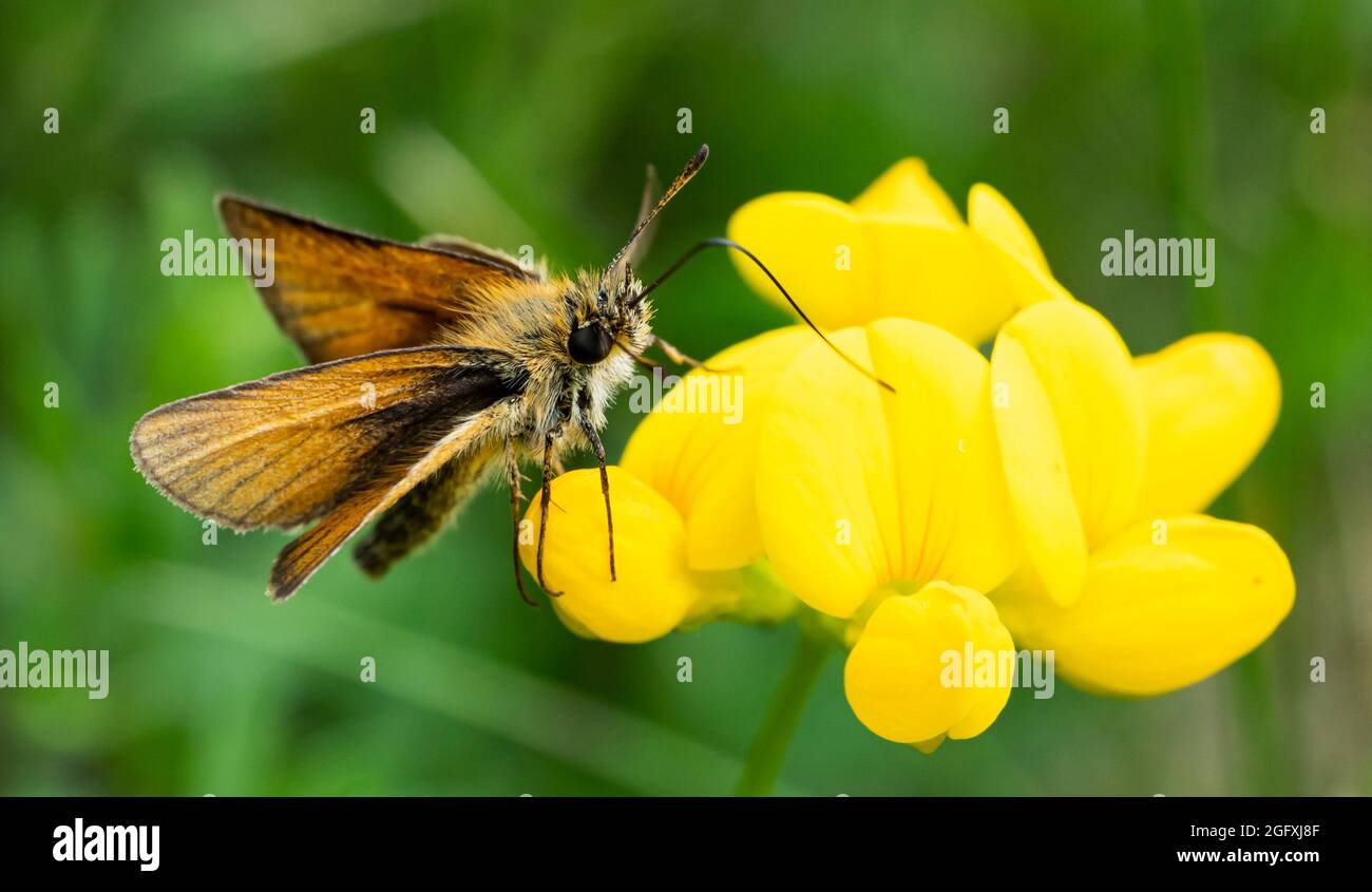 A skipper butterfly on a yellow flower in the Superior National Forest ...