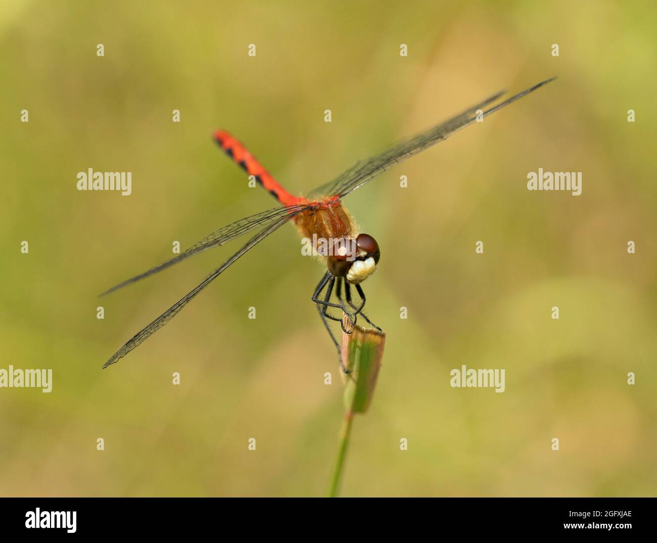 A white-faced meadowhawk dragonfly (Sympetrum obtrusum) on a blade of ...