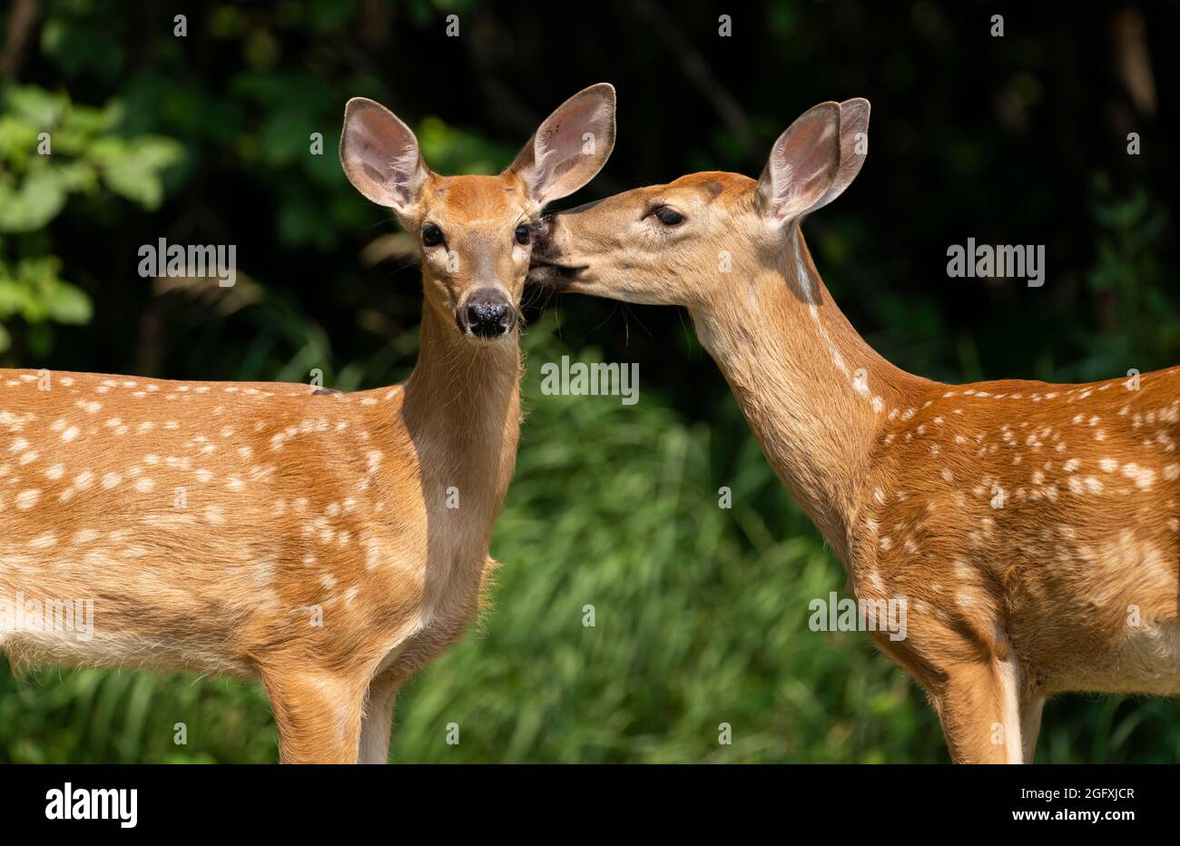 Two white-tailed deer (Odocoileus virginianus) fawns in northern ...