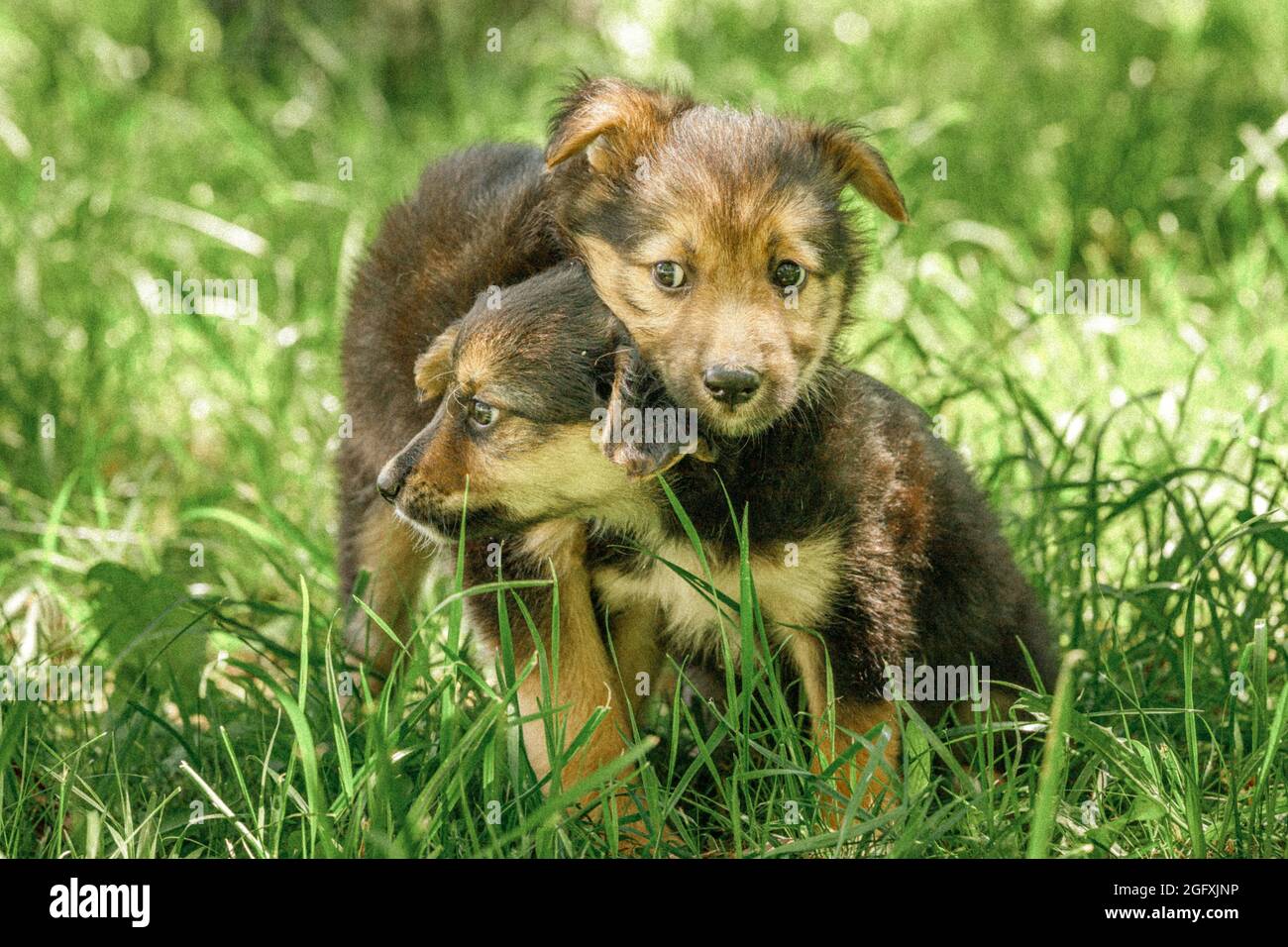 How Do Mother Dogs Care For Their Puppies