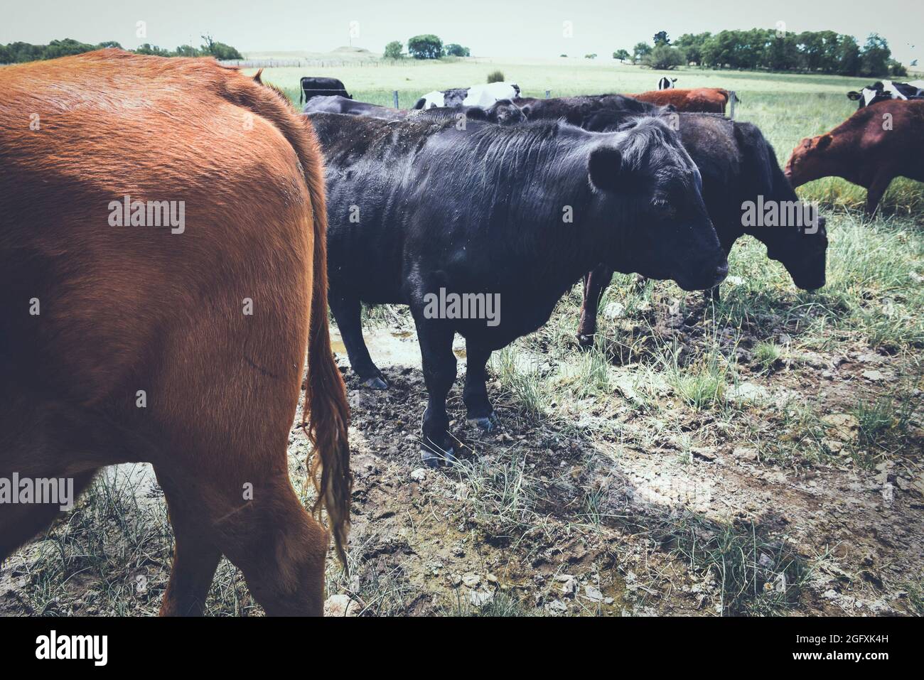Cows raised with natural pastures, meat production in the Argentine ...