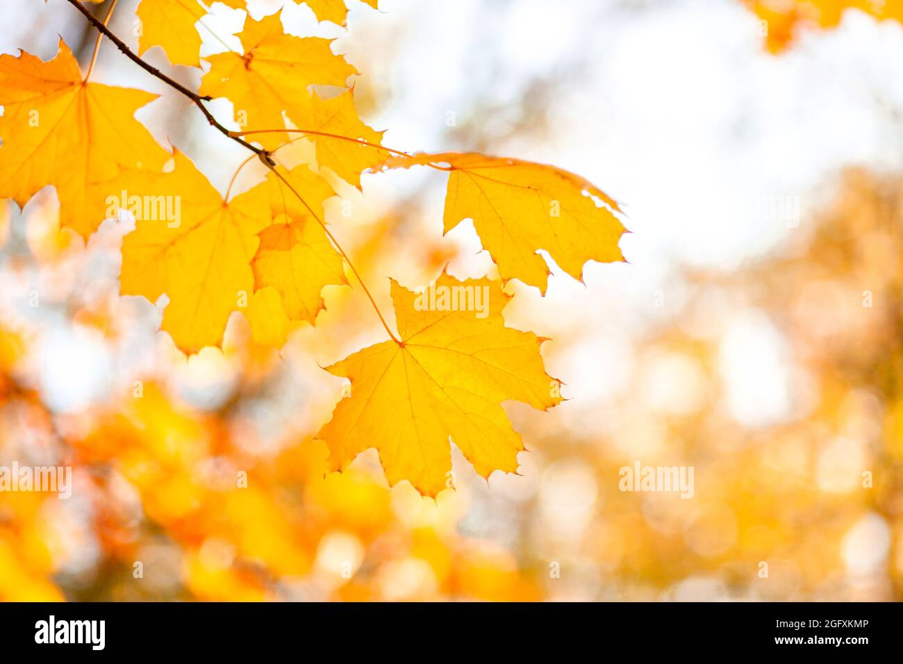 Natural autumn maple leaves on a branch, through which the setting sun ...