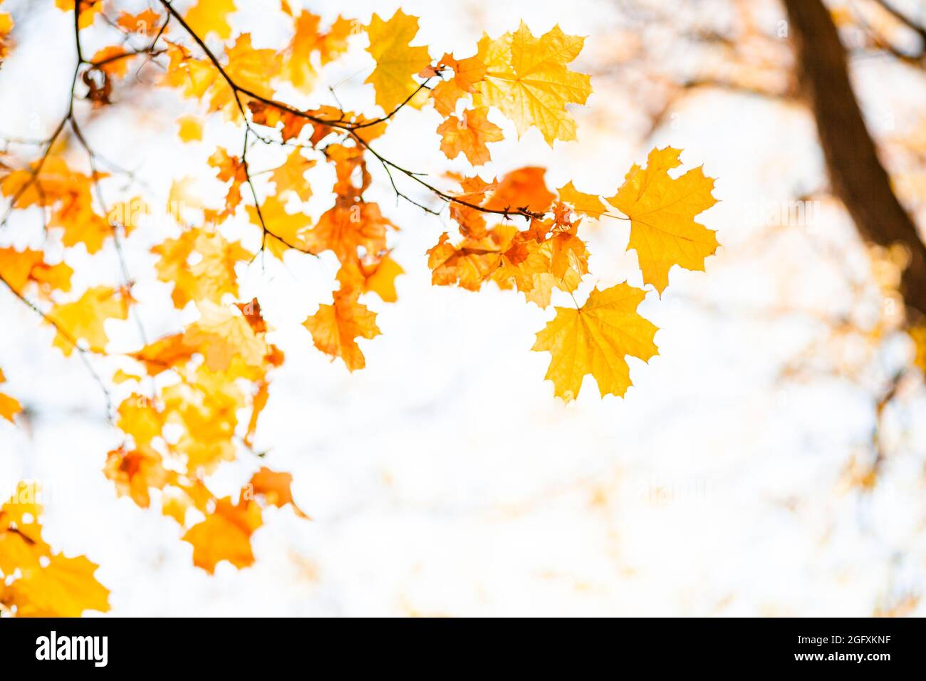 Natural autumn maple leaves on a branch, through which the setting sun ...