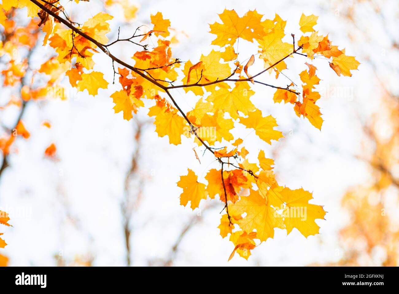 Natural autumn maple leaves on a branch, through which the setting sun ...