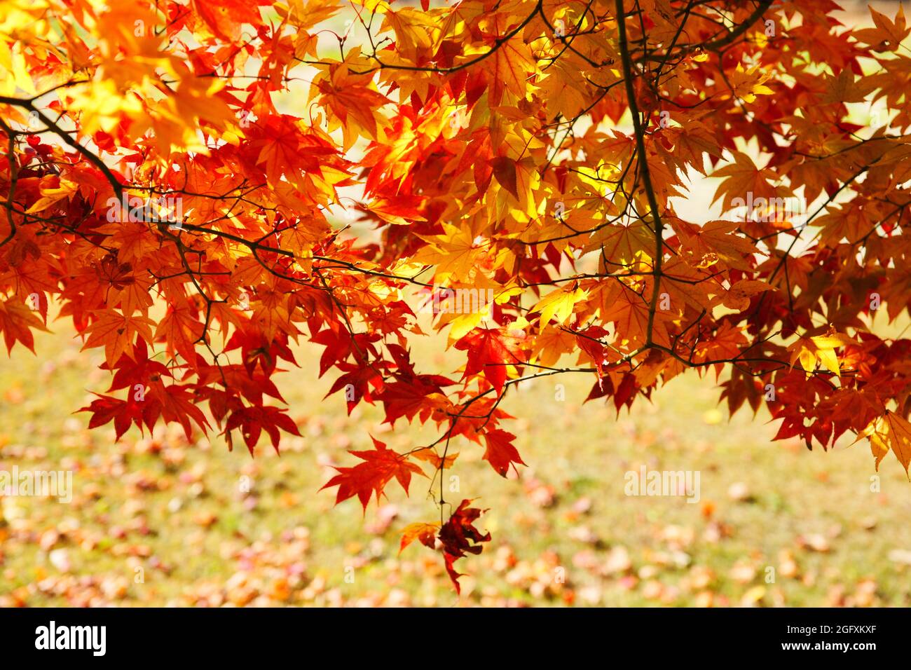 Gold tinged hi-res stock photography and images - Alamy