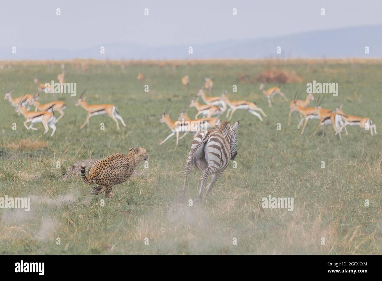 A cheetah chases a zebra as animals flee in the background. MAASAI MARA ...