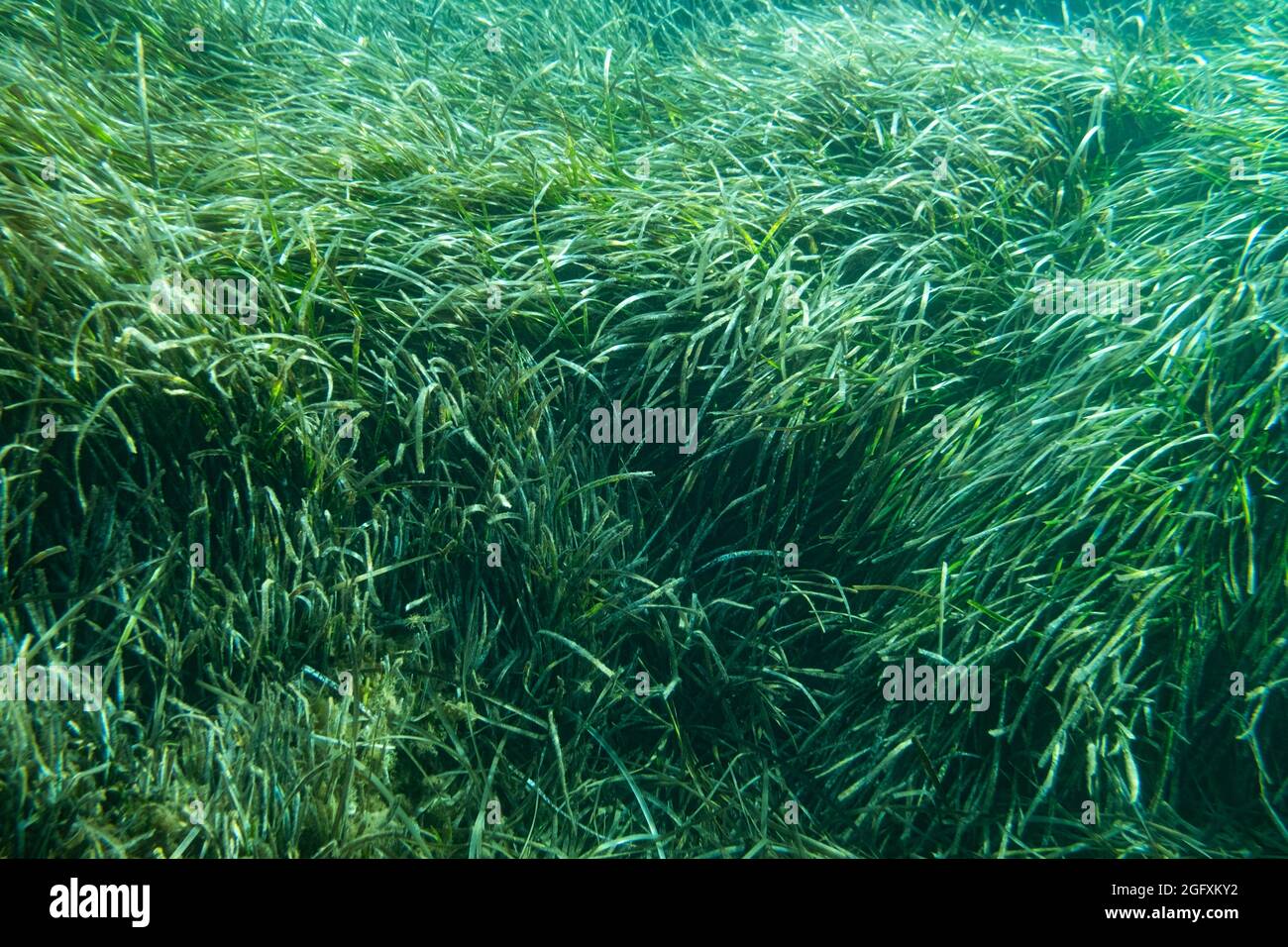 Underwater Posidonia Oceanica seagrass seen in the mediterranean sea ...