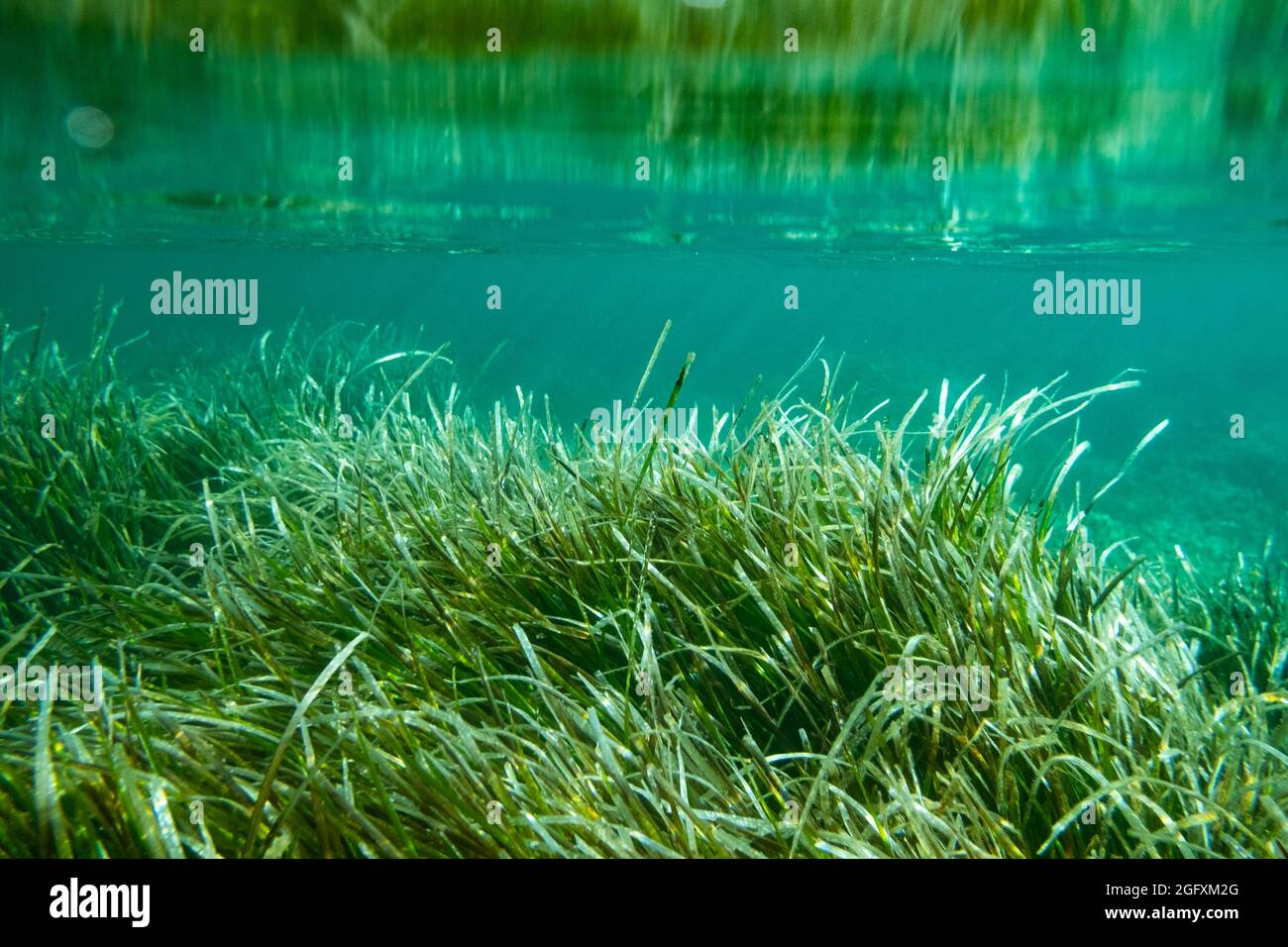 Underwater Posidonia Oceanica seagrass seen in the mediterranean sea ...