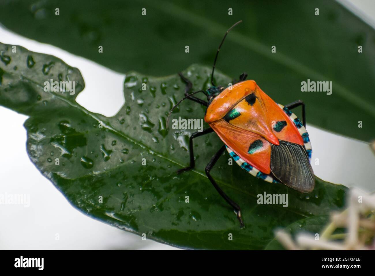 A beautiful Hitler Bug on a green leaf at a park in Mumbai, India Stock ...