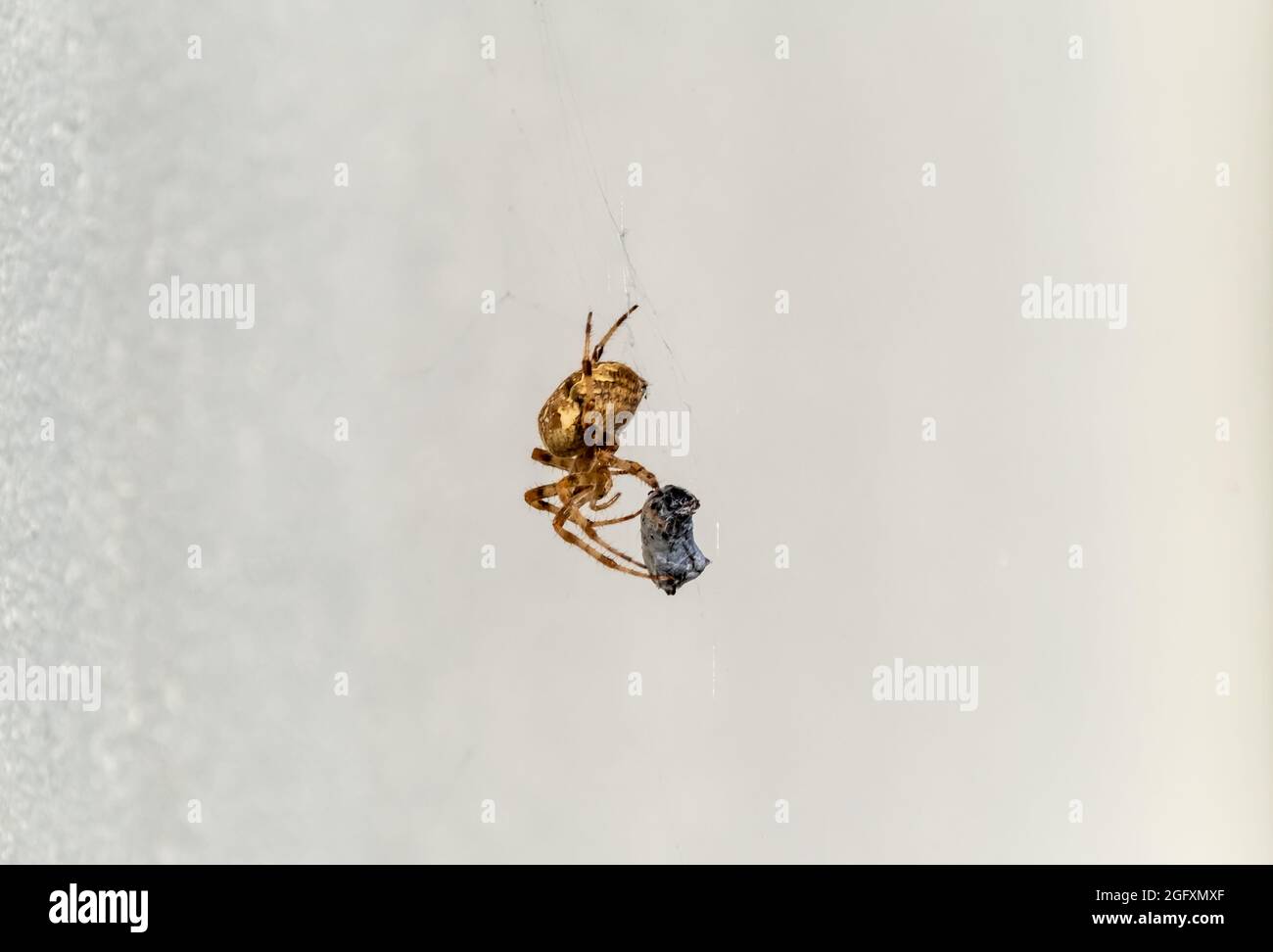 Cross Orb weaver spider eating prey in Ireland - View from the ...
