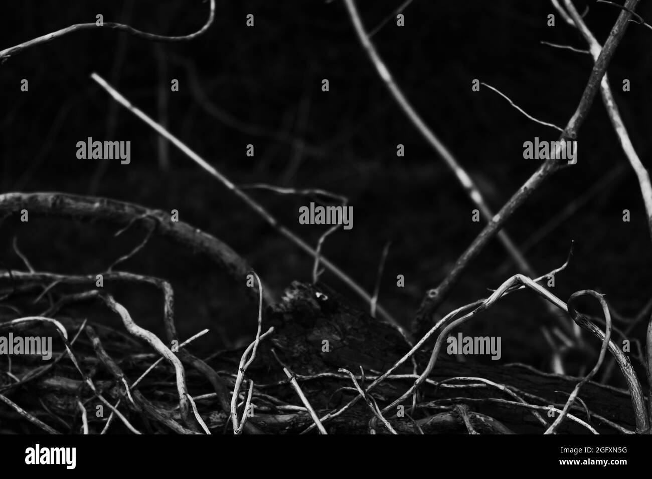 dark monochrome closeup of underbrush Stock Photo - Alamy