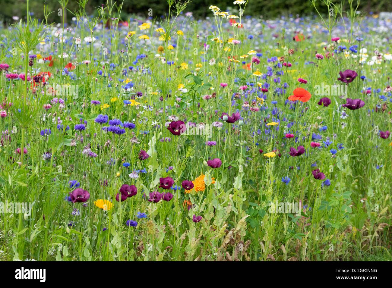 English Wildflower meadow Stock Photo - Alamy