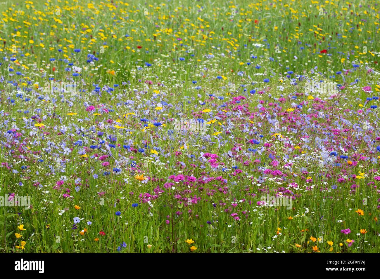 English Wildflower meadow Stock Photo - Alamy