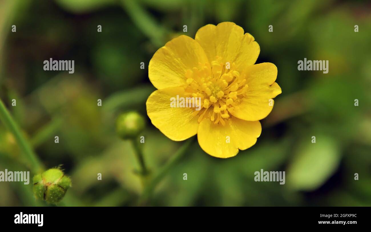 Buttercup plant hi-res stock photography and images - Alamy