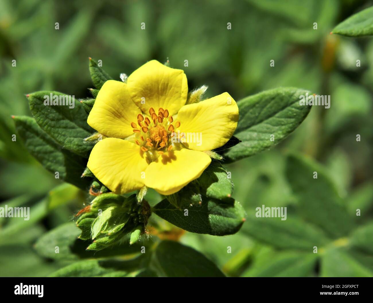 Shrubby cinquefoil hi-res stock photography and images - Alamy