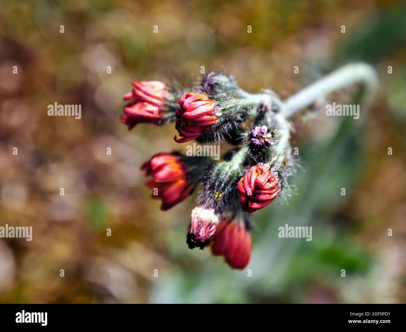Close-up of the red flower buds getting ready to open on a devils ...