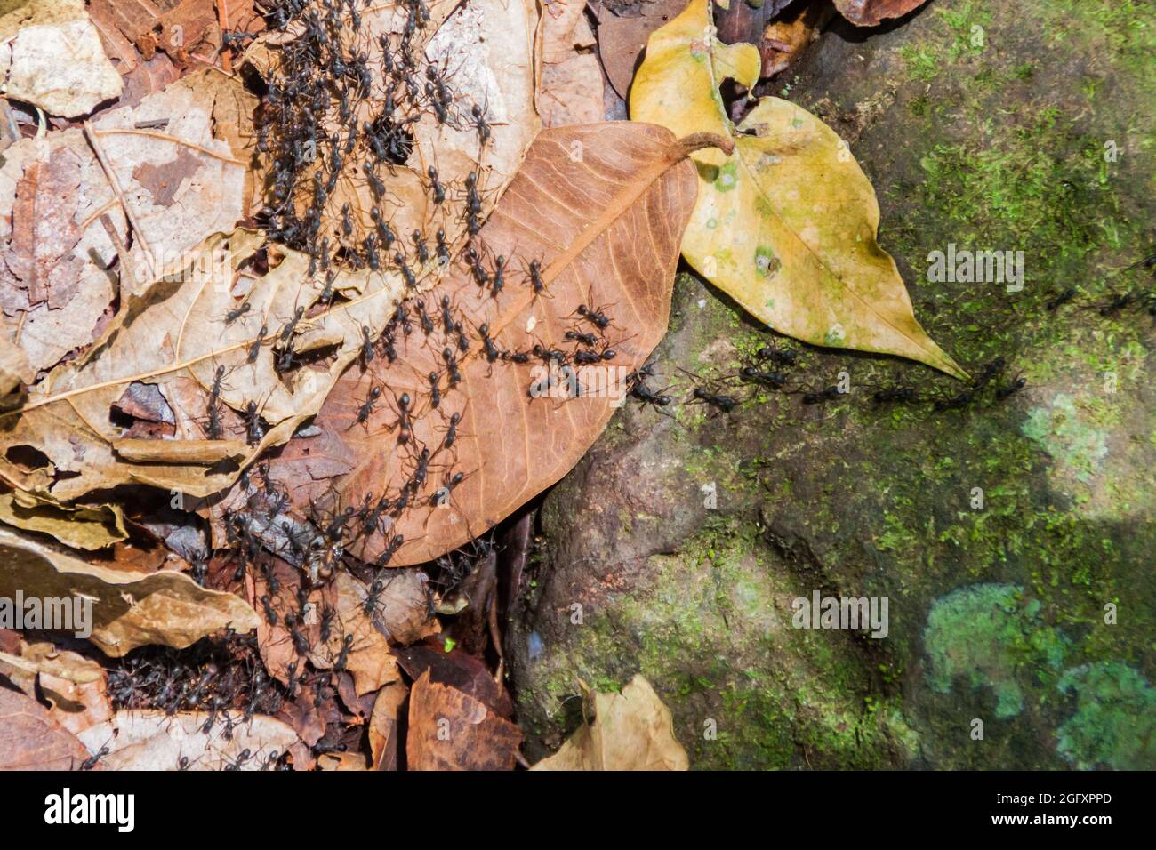 Ant trail in a forest covering Maderas volcano on Ometepe island ...