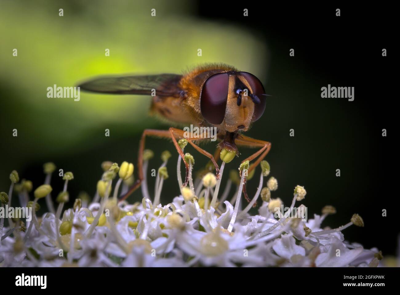 Hover fly feeding Stock Photo - Alamy
