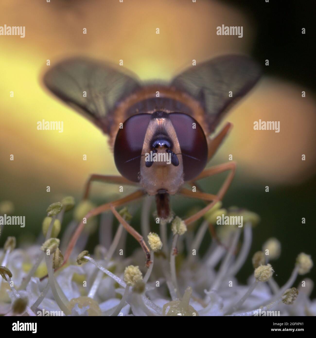 Hover fly feeding through Proboscis - front view Stock Photo - Alamy