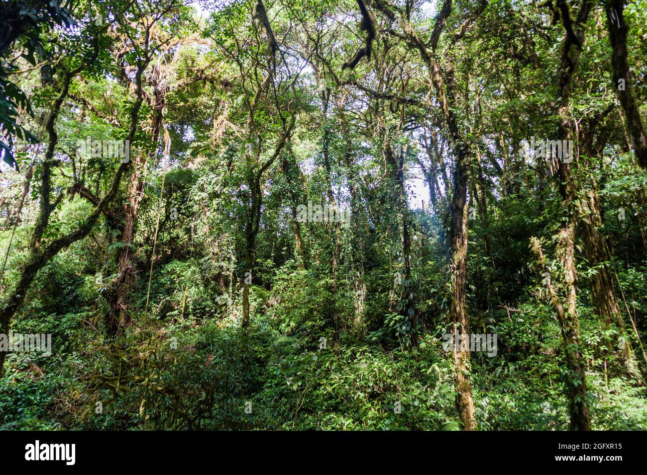 Cloud forest covering Maderas volcano on Ometepe island, Nicaragua ...
