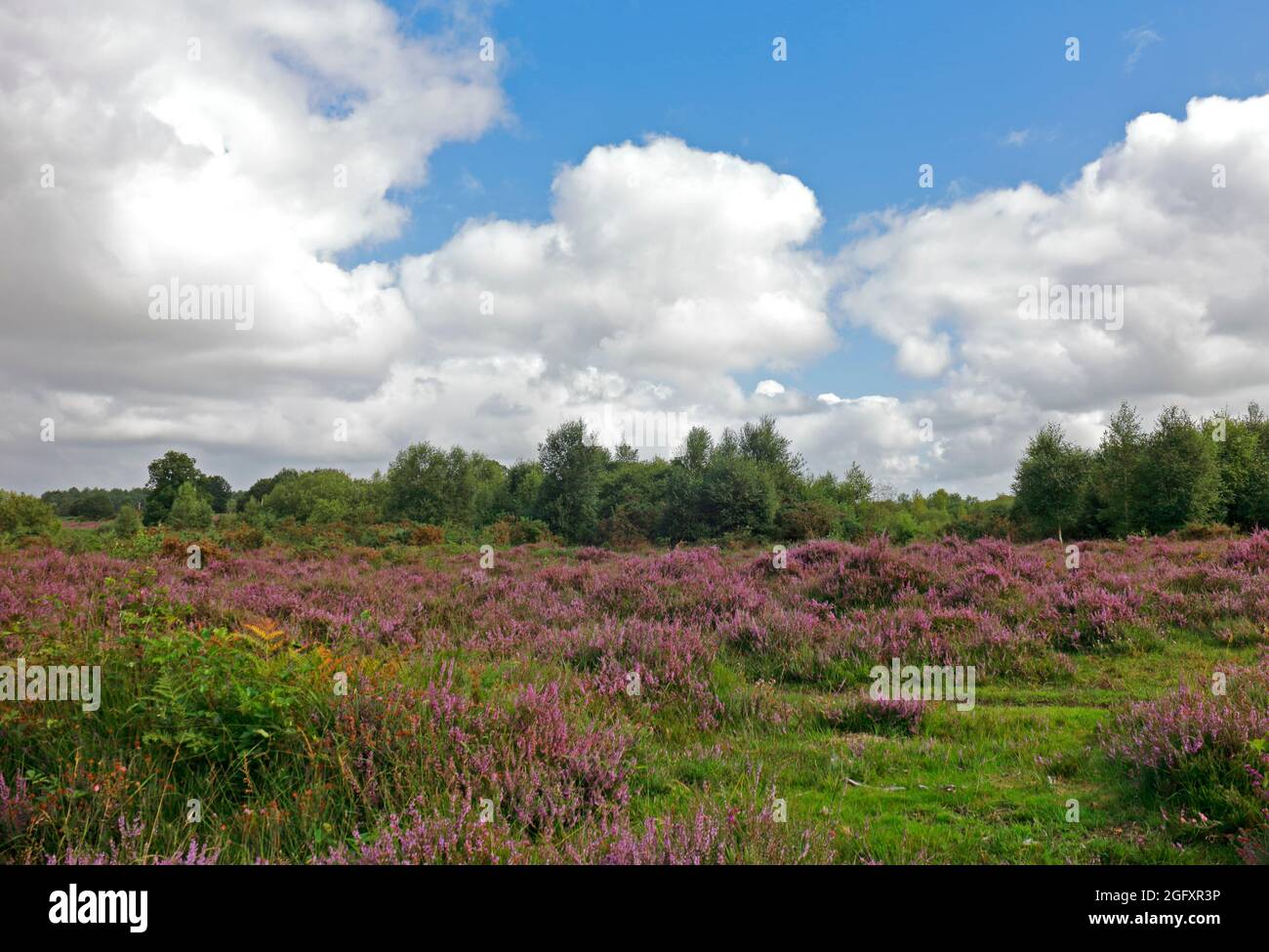 A view of the nature reserve at Buxton Heath with heather in late ...