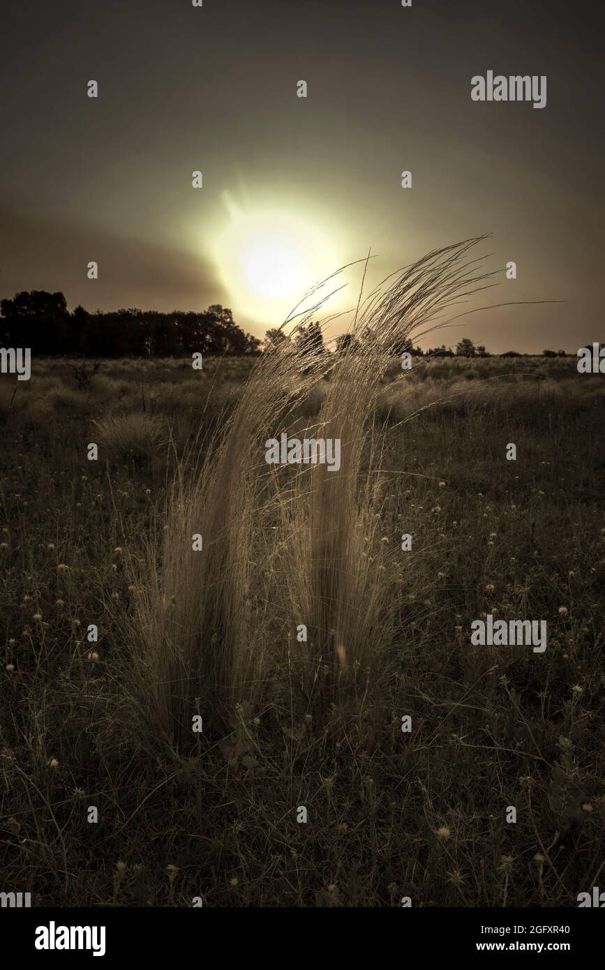 Pampas grass landscape, La pampa Province Argentina Stock Photo - Alamy