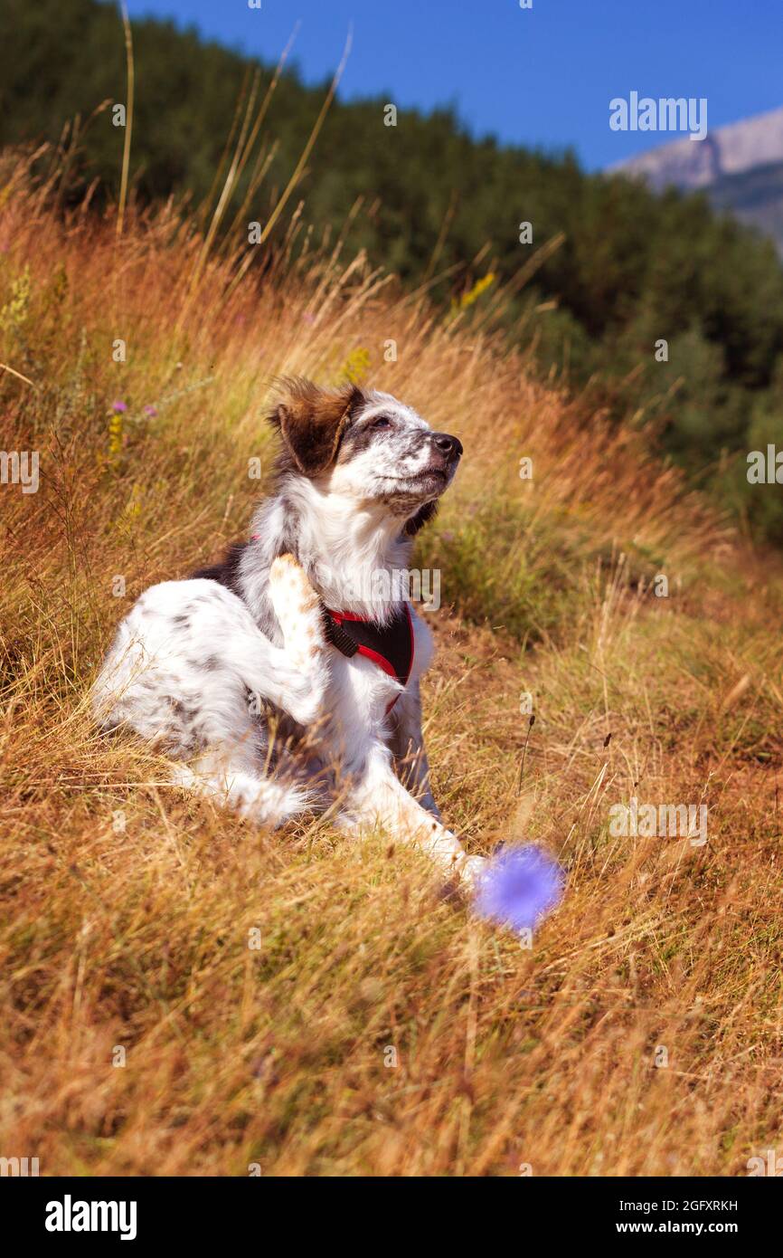 Dog scratching red skin hi-res stock photography and images - Alamy