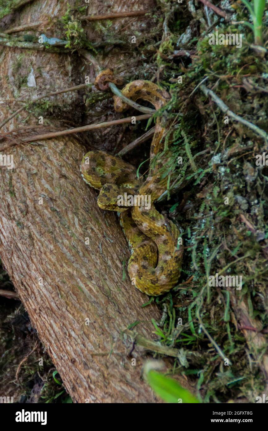 Pit viper in National Park Arenal, Costa Rica Stock Photo - Alamy