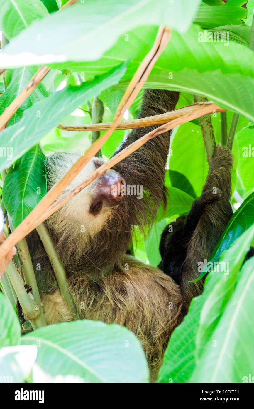Sloth costa rica eyes hi-res stock photography and images - Alamy