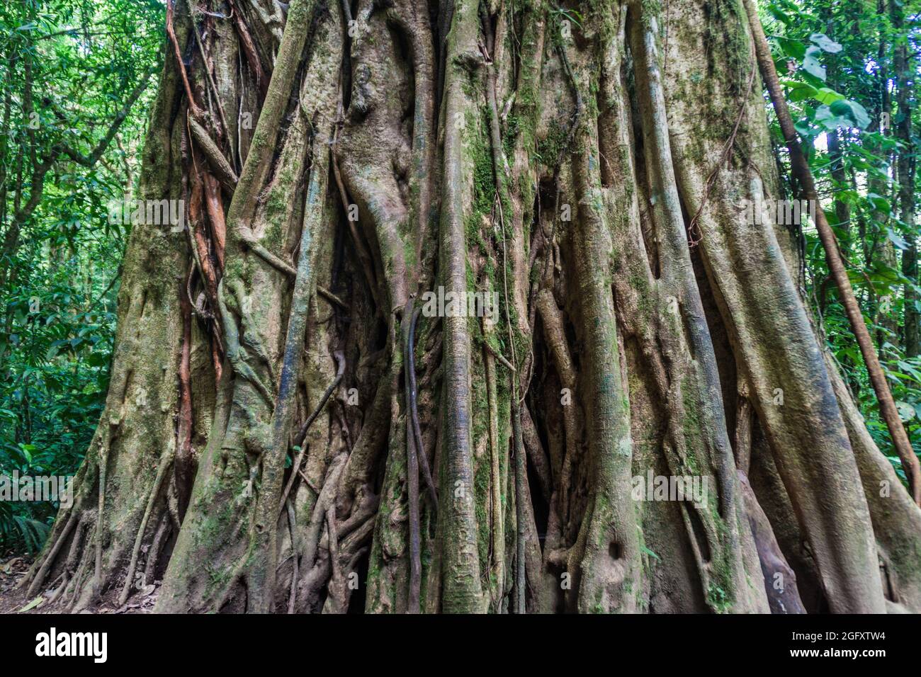 Tree in a cloud forest of Reserva Biologica Bosque Nuboso Monteverde ...