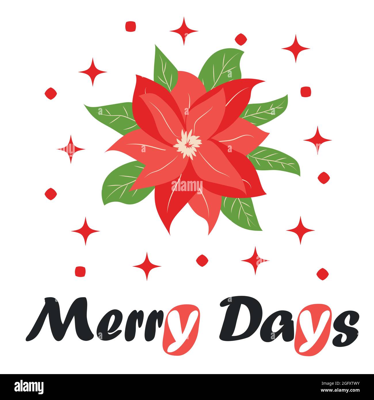 Traditional Christmas poinsettia flower with green leaves and red ...