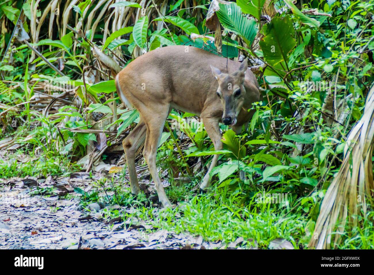 Deer in National Park Manuel Antonio, Costa Rica Stock Photo - Alamy
